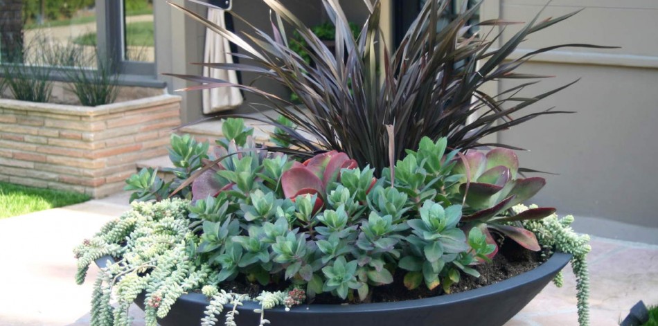 Plant Design & Installation